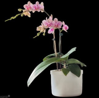 AutoPot Mini Smart Pot – Northern Organics